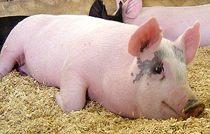 A shout-out from a Fuller Brush Woman - Auction Finds