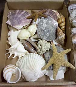 Collecting shells and other sea life - Auction Finds