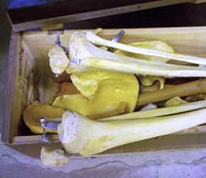 Human skeleton bones in a box under a table - Auction Finds