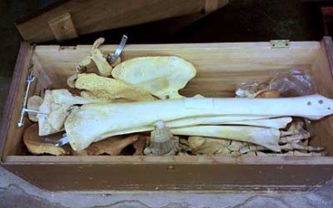 Human skeleton bones in a box under a table - Auction Finds