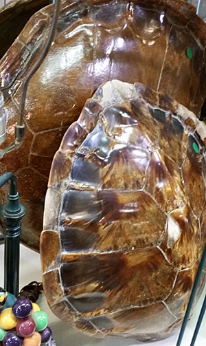 Decorating with real tortoise shells | Auction Finds