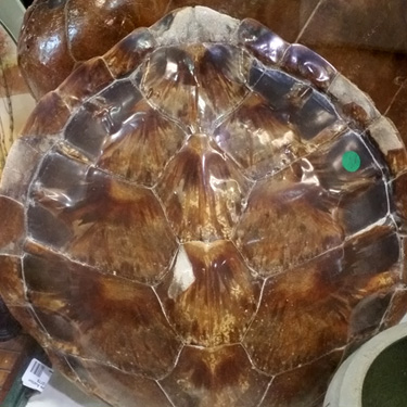Decorating with real tortoise shells - Auction Finds