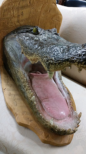 Life-sized menacing alligator bookends - Auction Finds