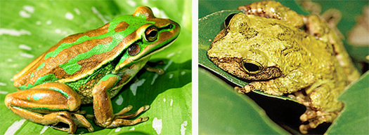 A family of gold frogs with emerald rhinestones - Auction Finds