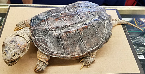 A mounted turtle with a signature - Auction Finds