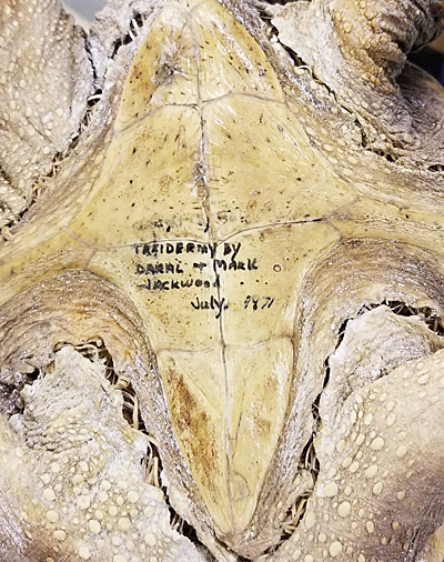A mounted turtle with a signature - Auction Finds